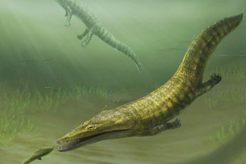 250-million-year-old Australian ‘sea-salamander’ sheds new light on the ...