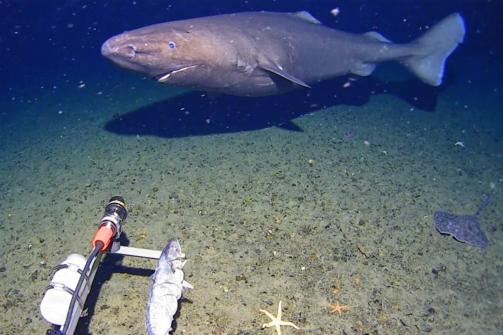 Global first: A massive sleeper shark was filmed in cold Antarctic ...