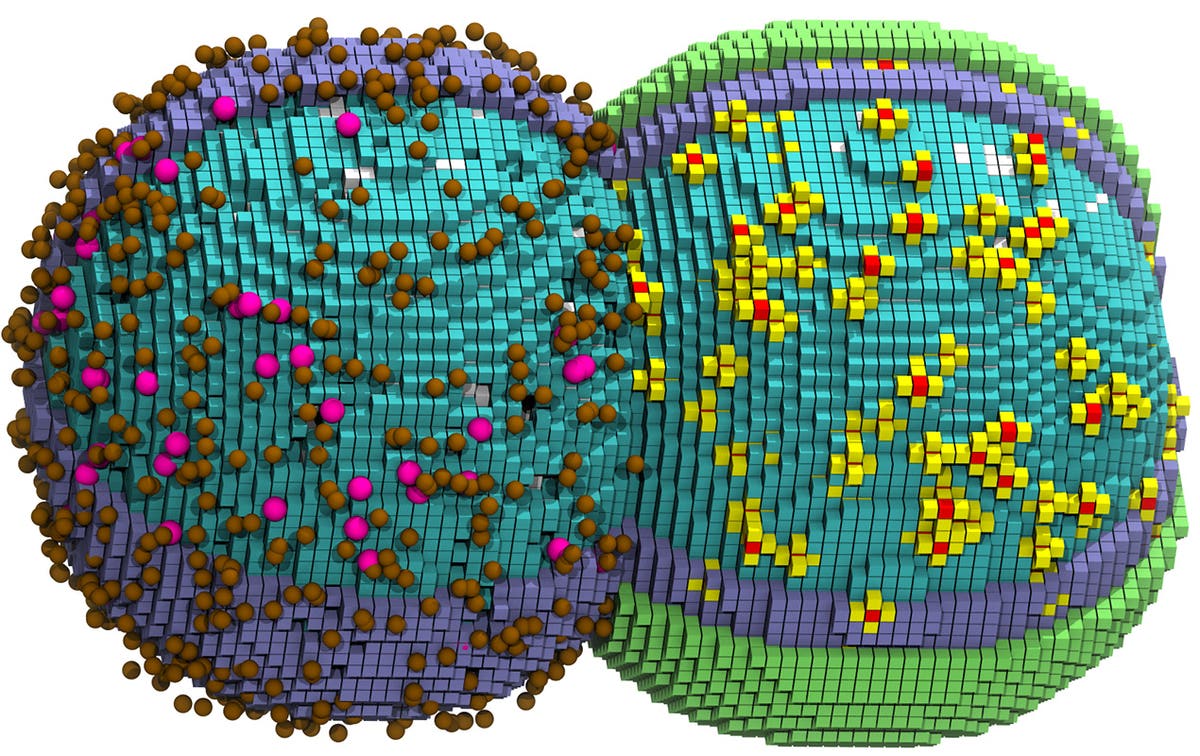 Scientists create the most detailed digital simulation of life ever ...