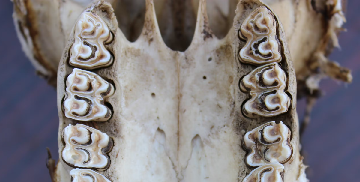Ancient teeth unlock million-year-old secrets of where early humans ...