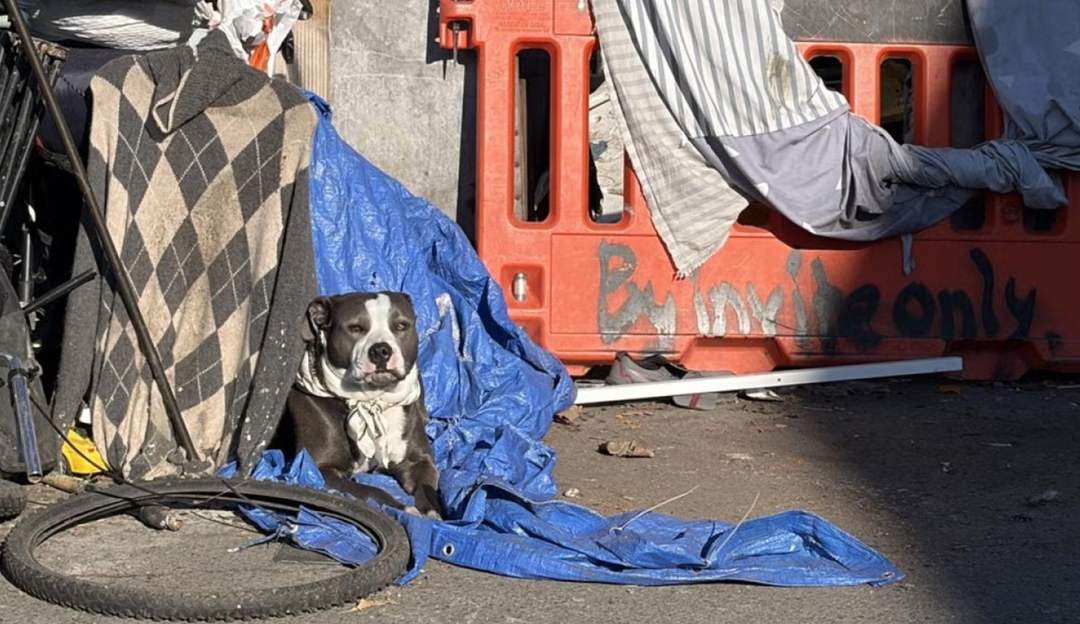 Los Angeles dog outbreak reveals how a preventable bacterial disease ...