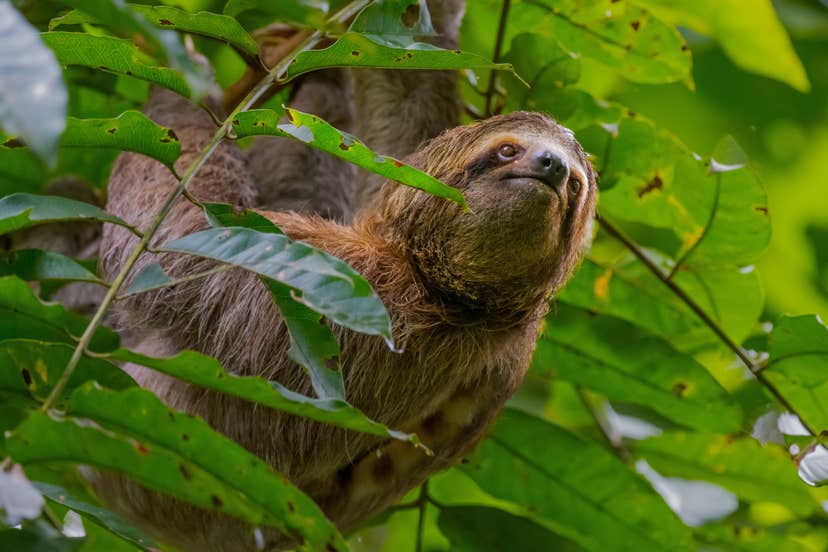 Sloth genome study reveals how 'jumping genes' shape metabolism - The ...